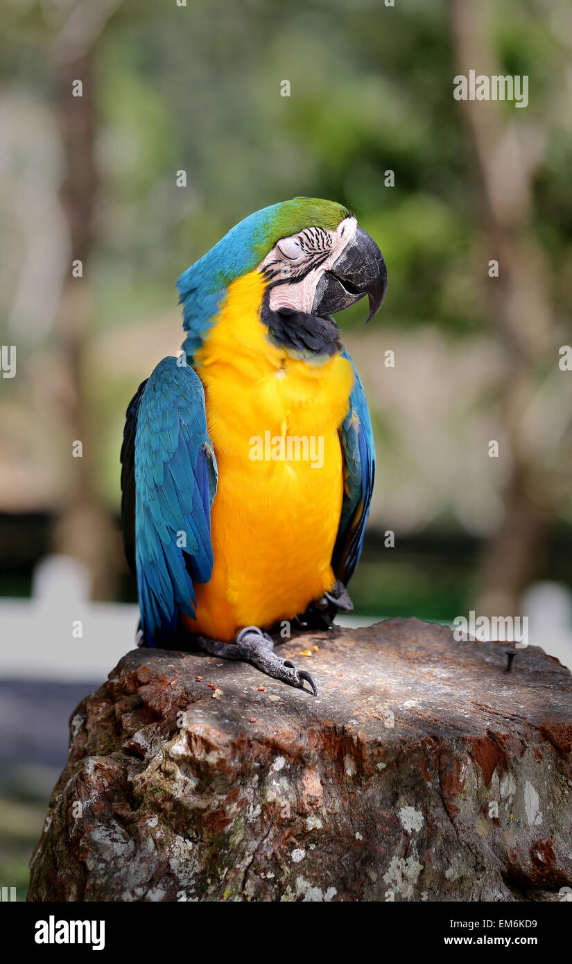 Macaw palm trees hi-res stock photography and images - Alamy