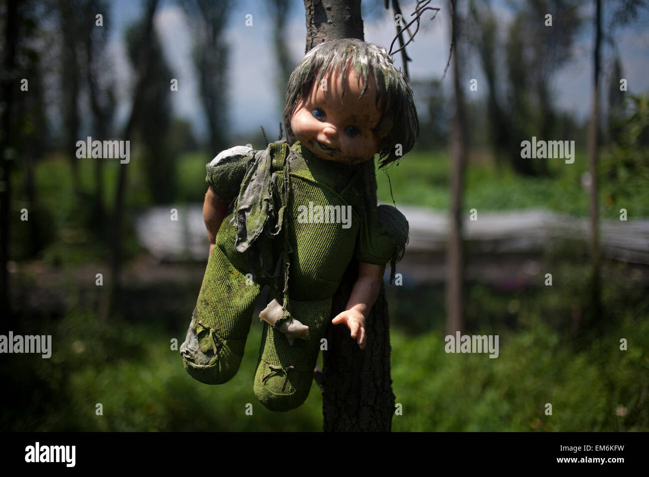 A doll hangs on a tree on the Island of the Dolls in Xochimilco ...