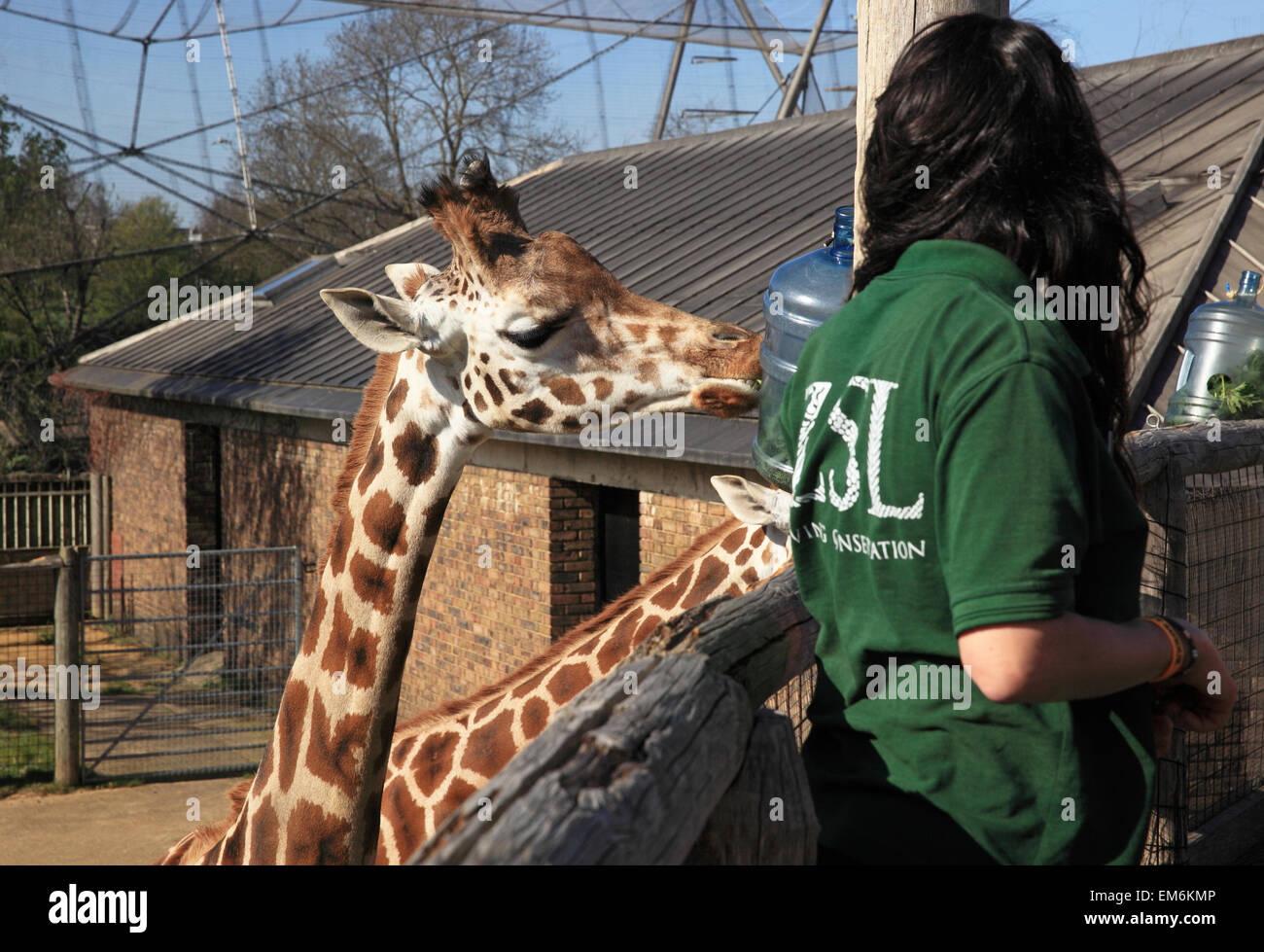 The popular Giraffe High Tea, at London Zoo, in Regents Park, England ...