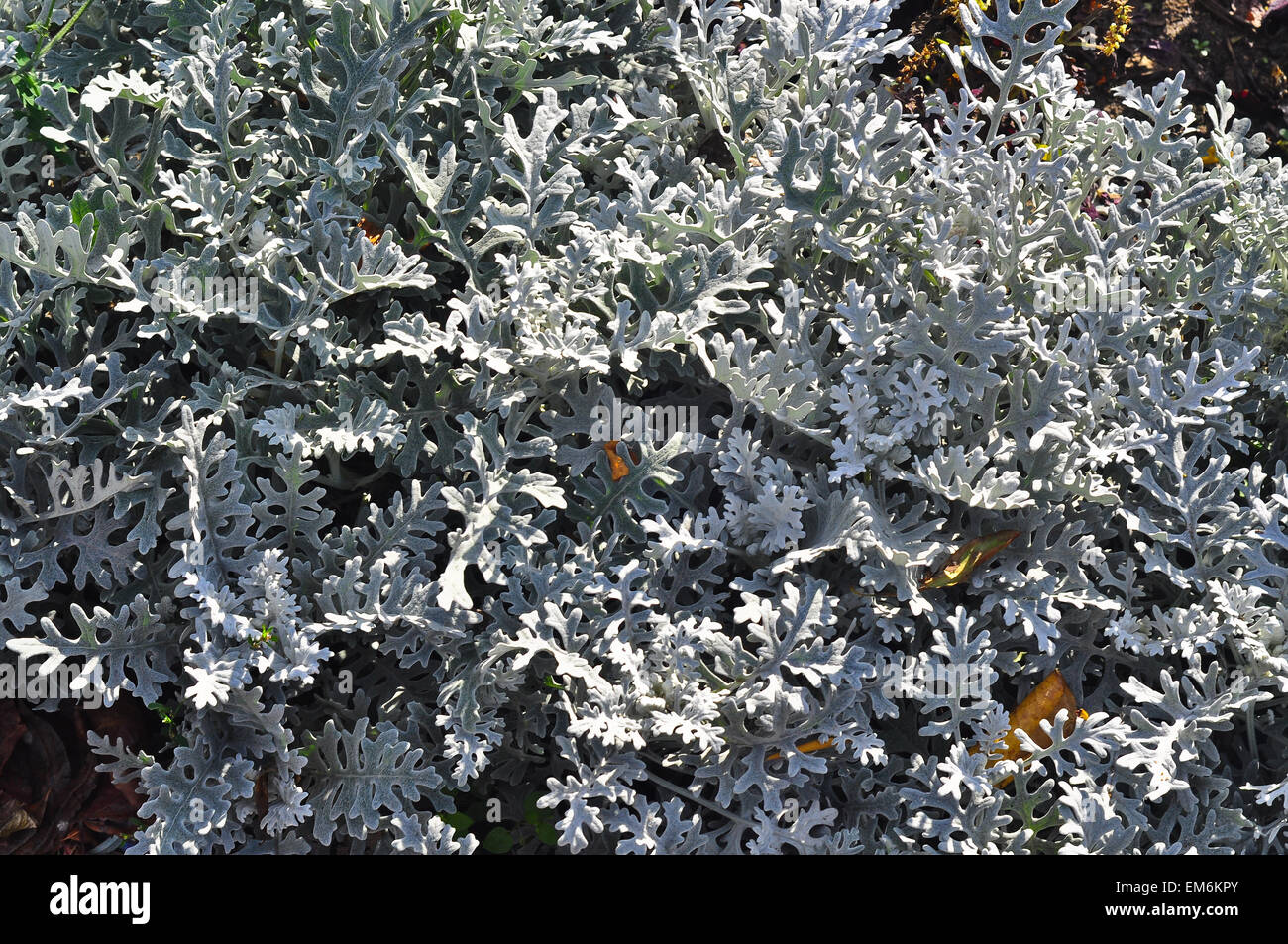 Abstract background of leaves. Fancy leaves of ornamental plants form ...