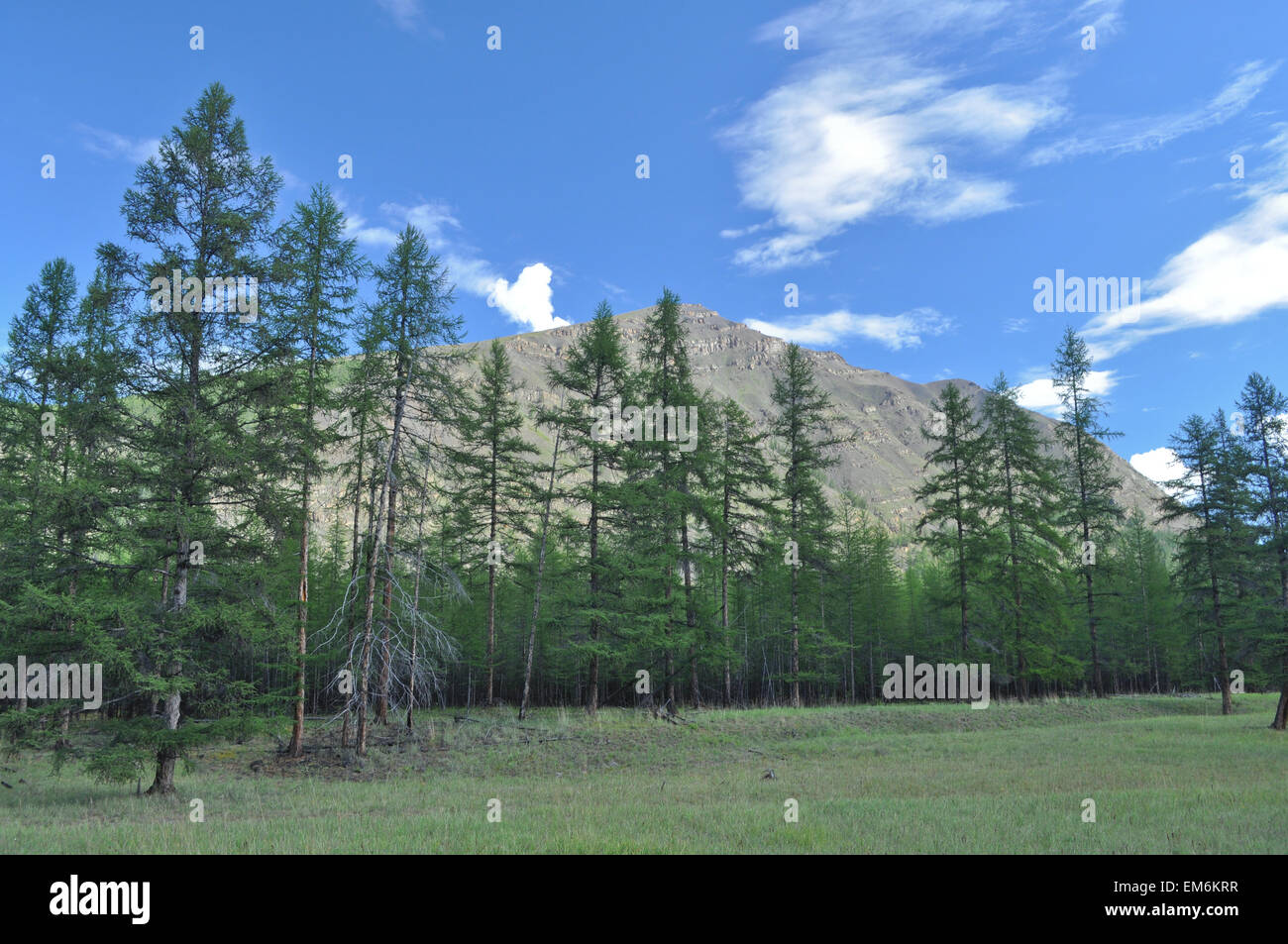 The valley of the mountain river Suntar. Landscape wildlife. Russia ...
