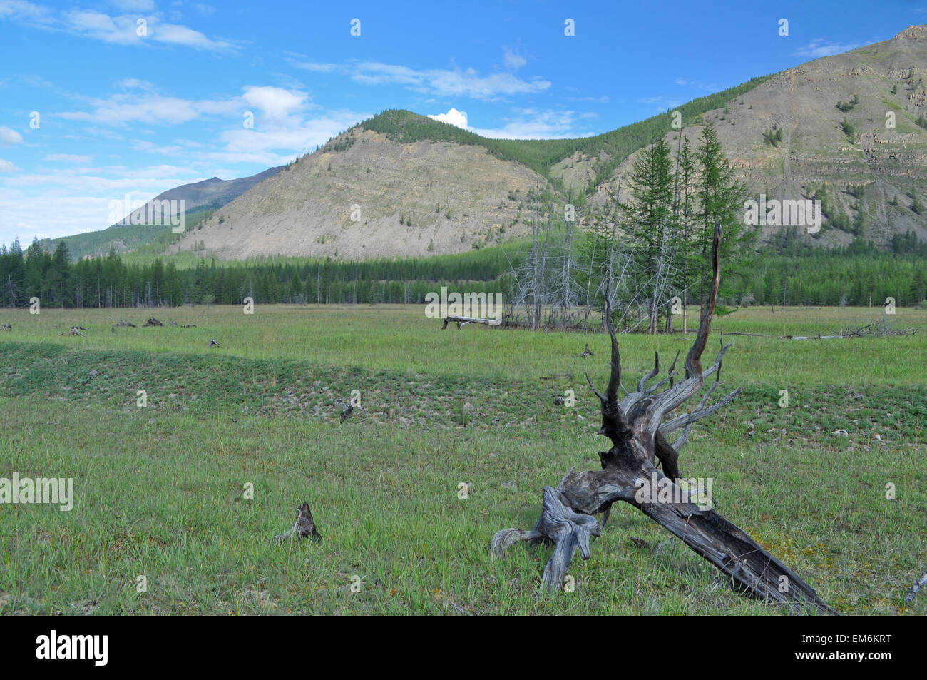The valley of the mountain river Suntar. Landscape wildlife. Russia ...