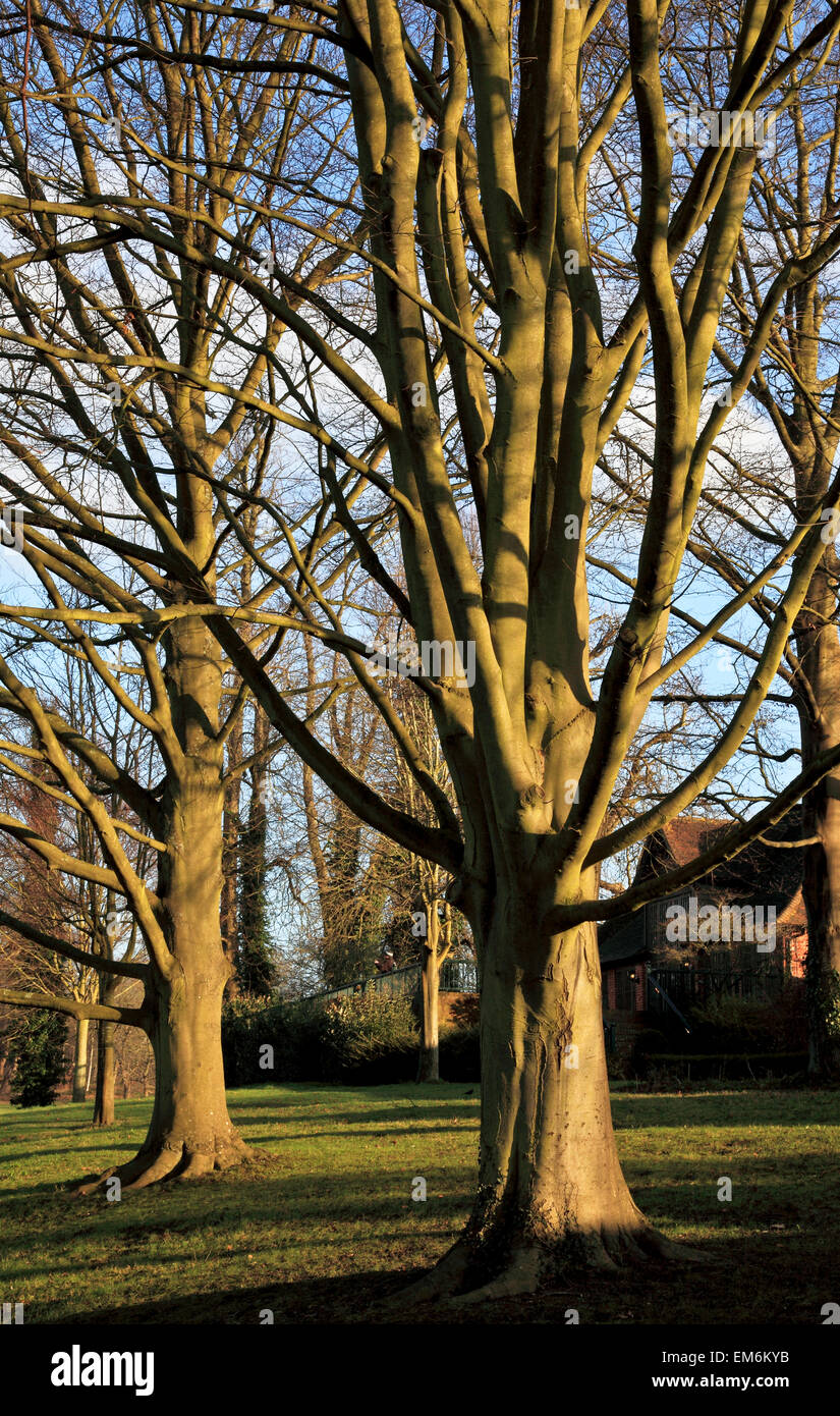 RS 4844. Beech trees, Leeds Castle, Kent, England Stock Photo - Alamy