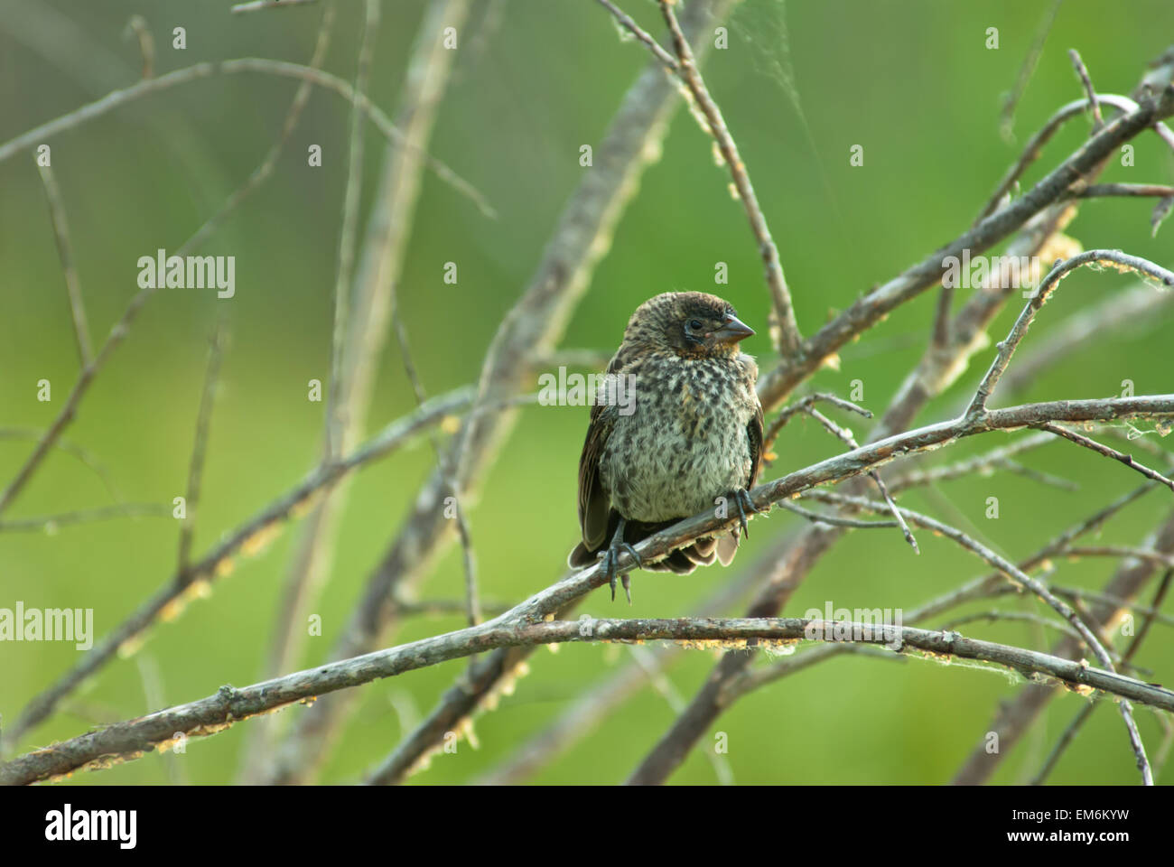 Immature red winged blackbird hi-res stock photography and images - Alamy