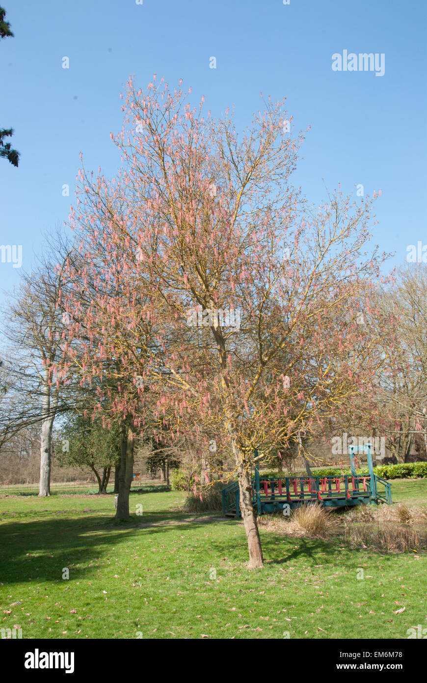 Ashleaf maple hi-res stock photography and images - Alamy