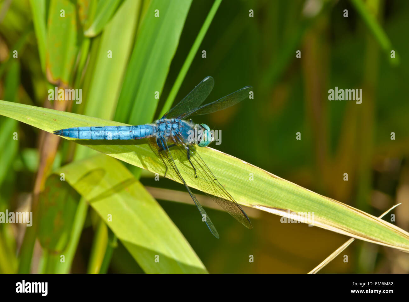 Longipennis hi-res stock photography and images - Alamy