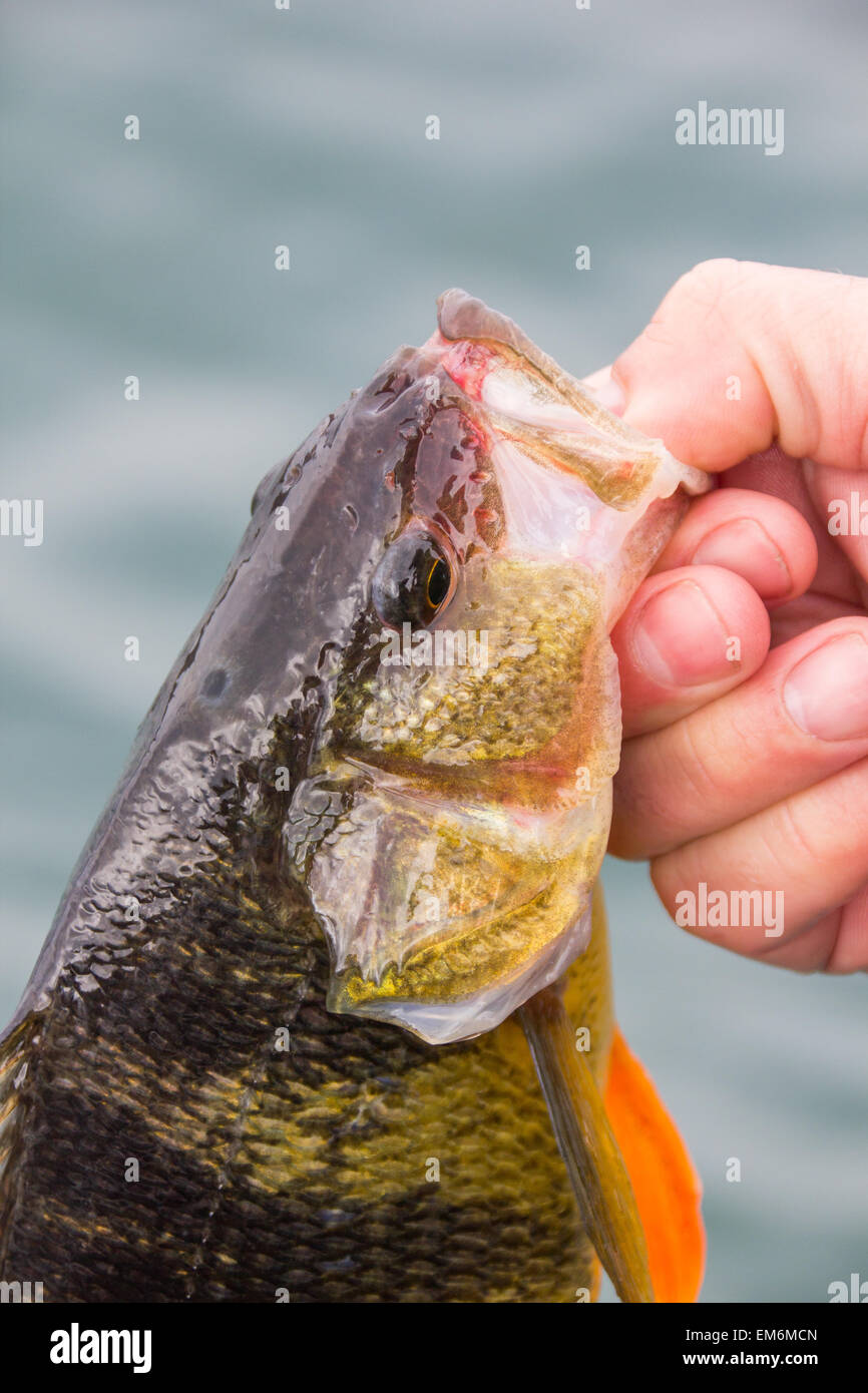 A large Yellow perch is set to be released by a catch and release ...