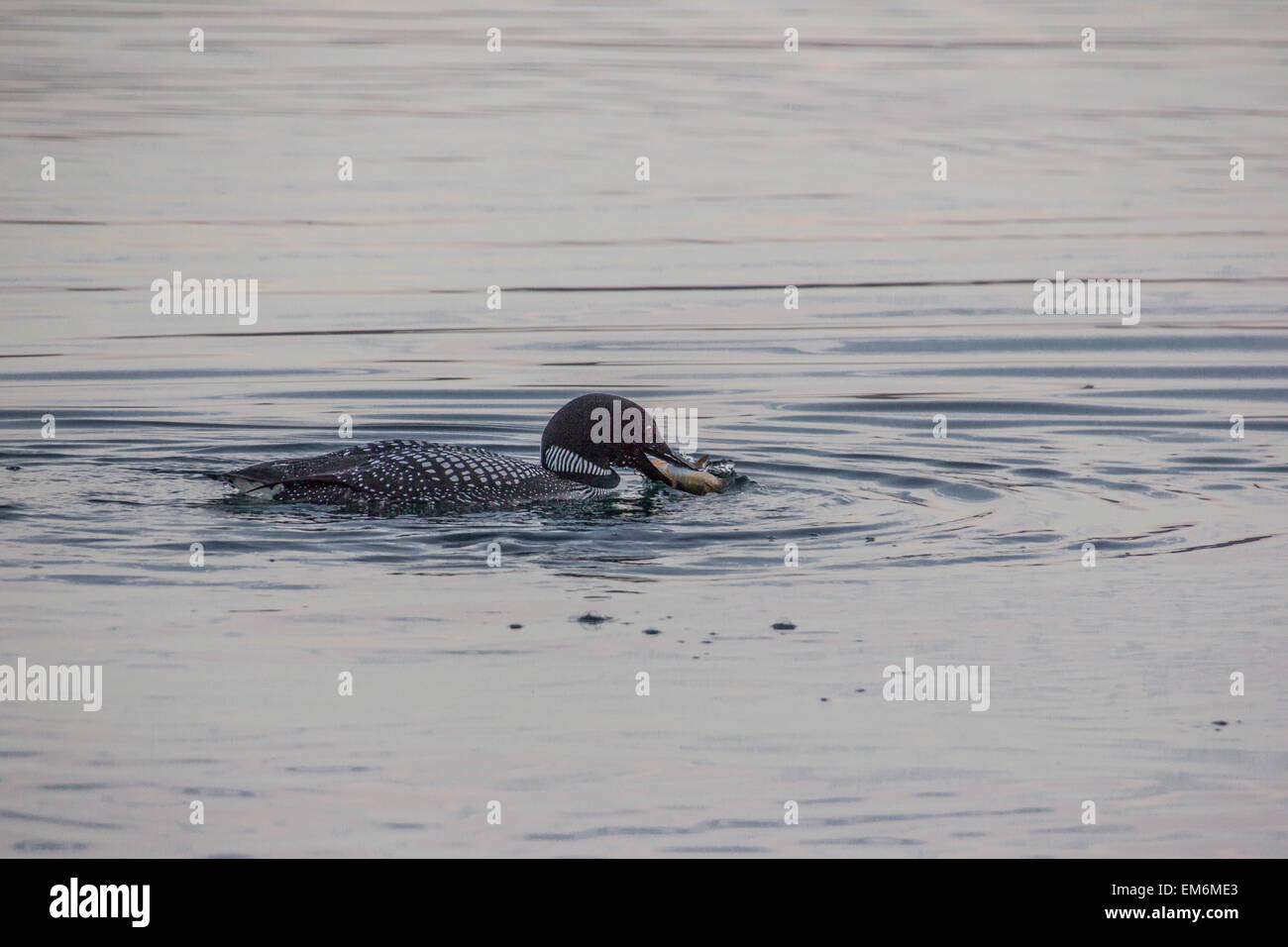 A Common loon is trying to swallow his meal, a Bullhead catfish Stock ...