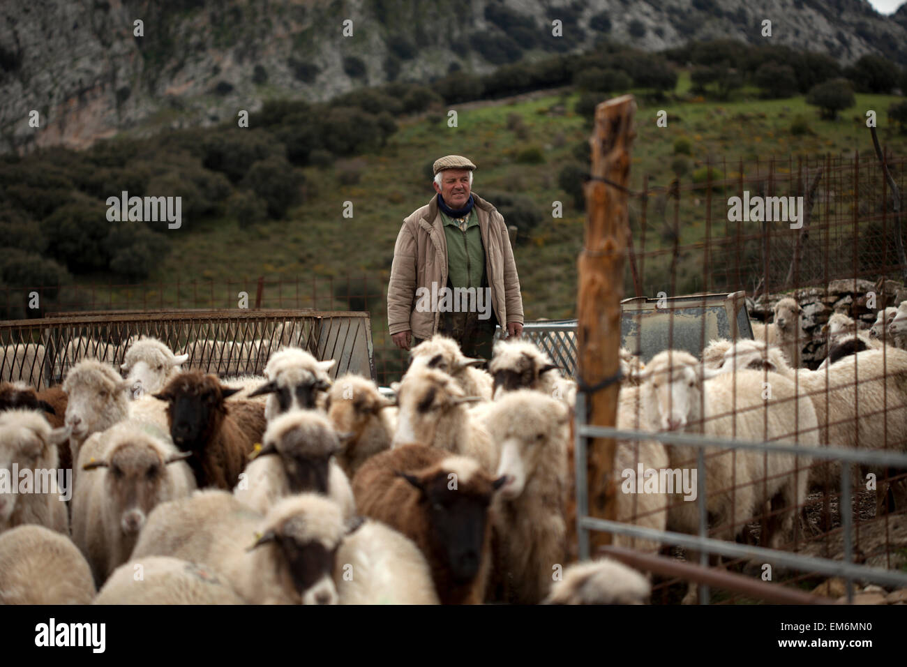A shepherd walks in a meadow with a flock of sheep in Villaluenga del ...
