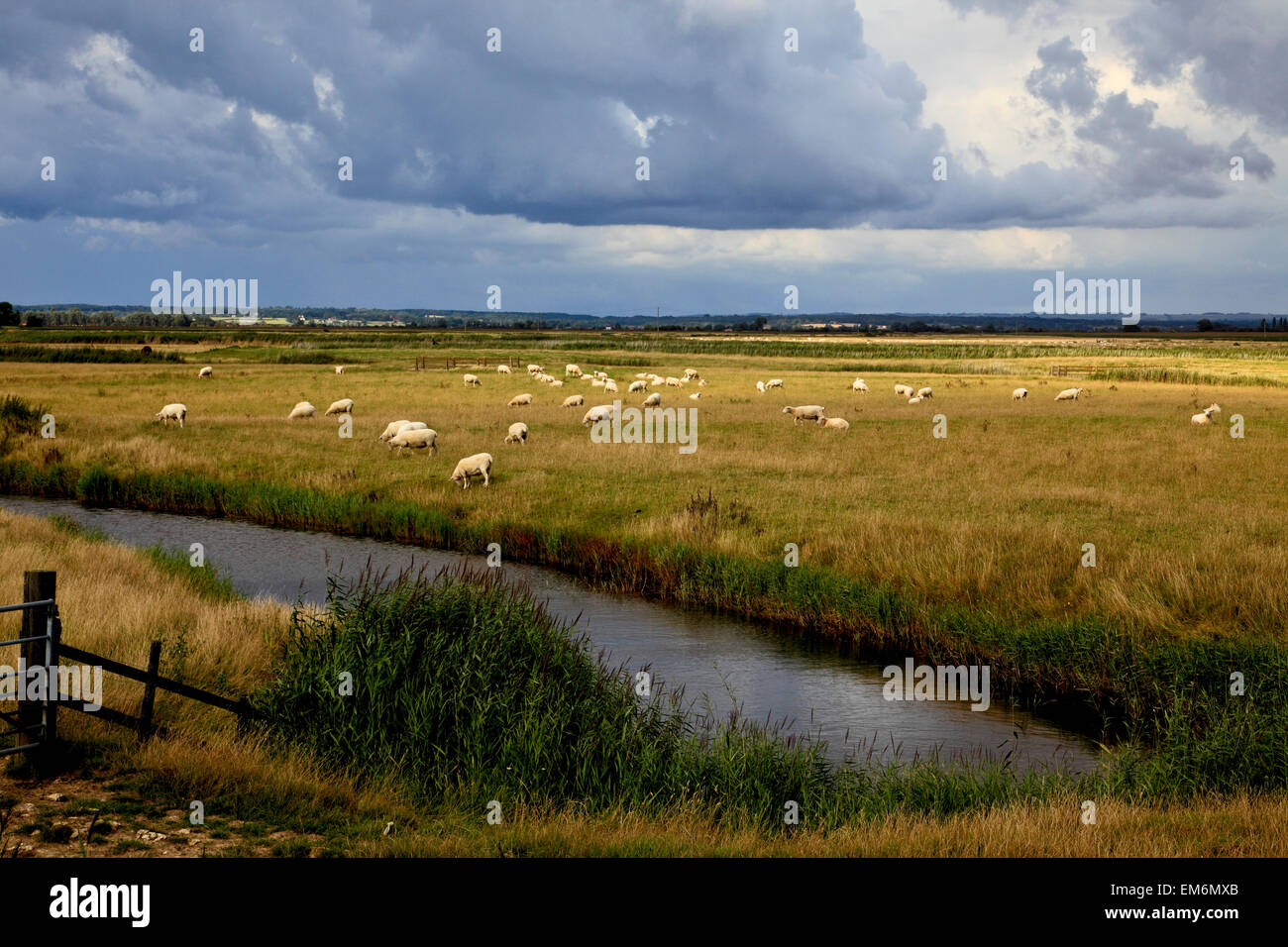RS 4858. Sheep on the Romney Marsh, Kent, England Stock Photo - Alamy