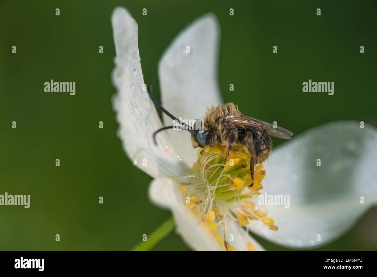 Male longhorn bee hi-res stock photography and images - Alamy