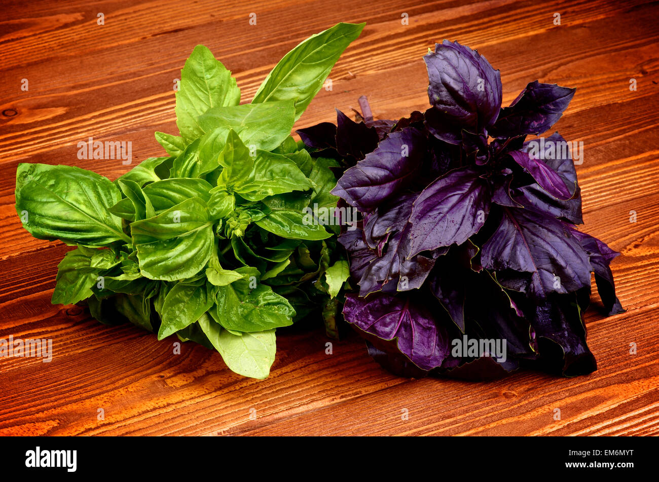 Perfect plant leaves hi-res stock photography and images - Alamy