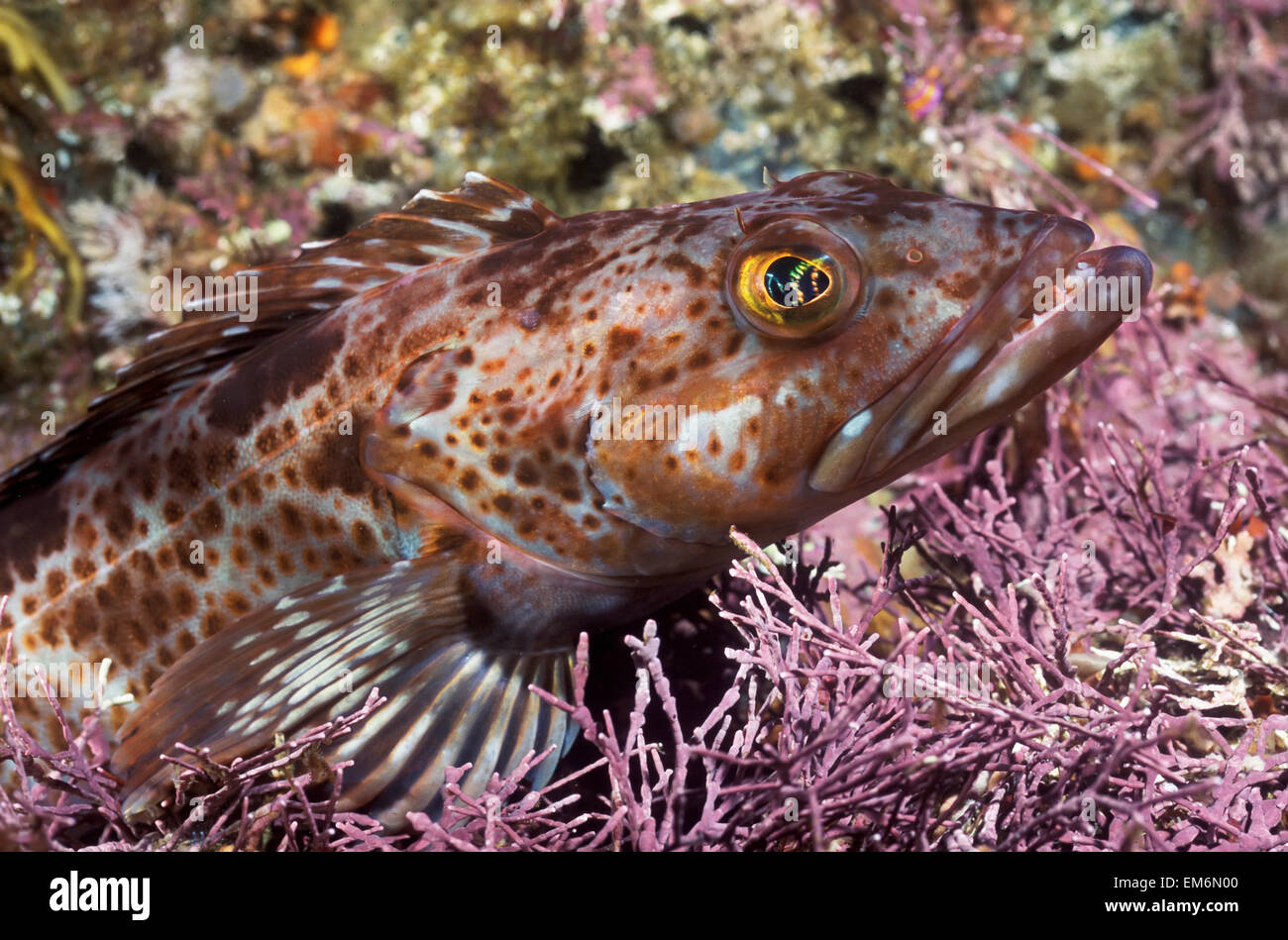 Ophiodon Elongatus High Resolution Stock Photography and Images - Alamy