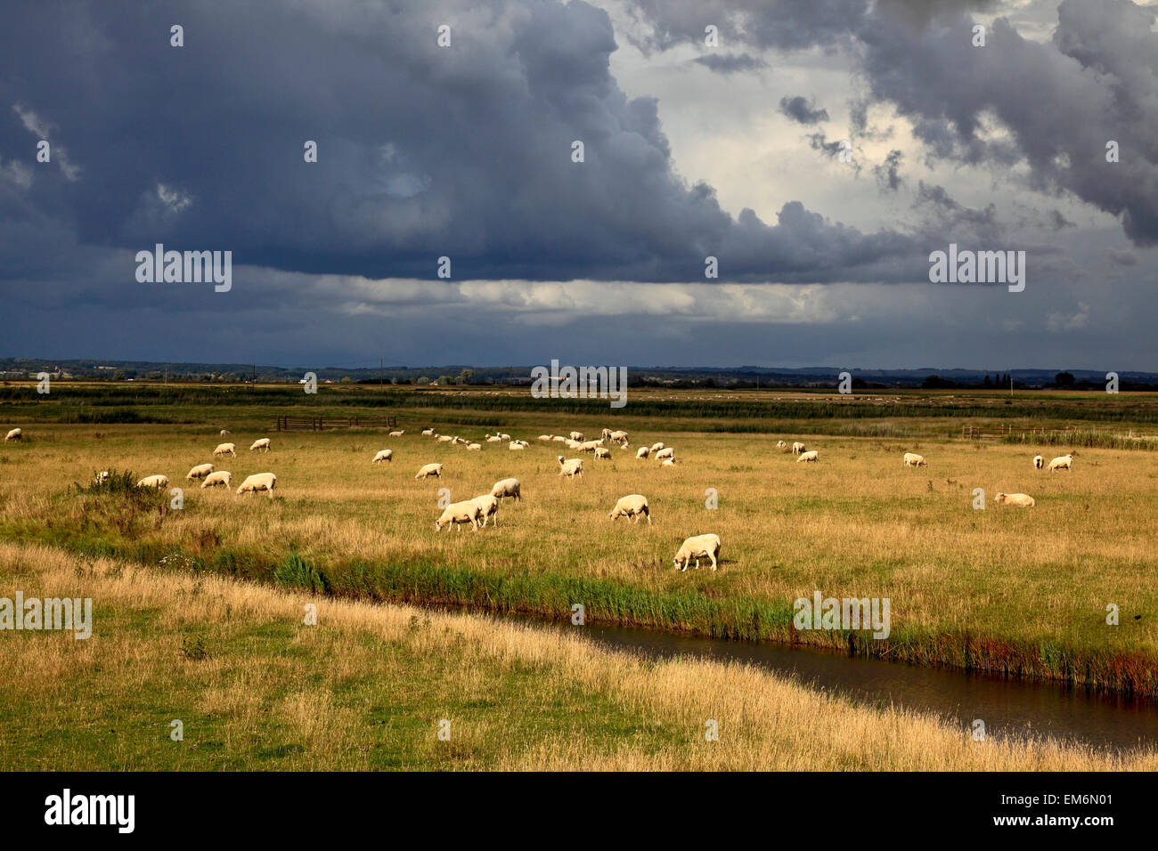 Kent sheep hi-res stock photography and images - Alamy