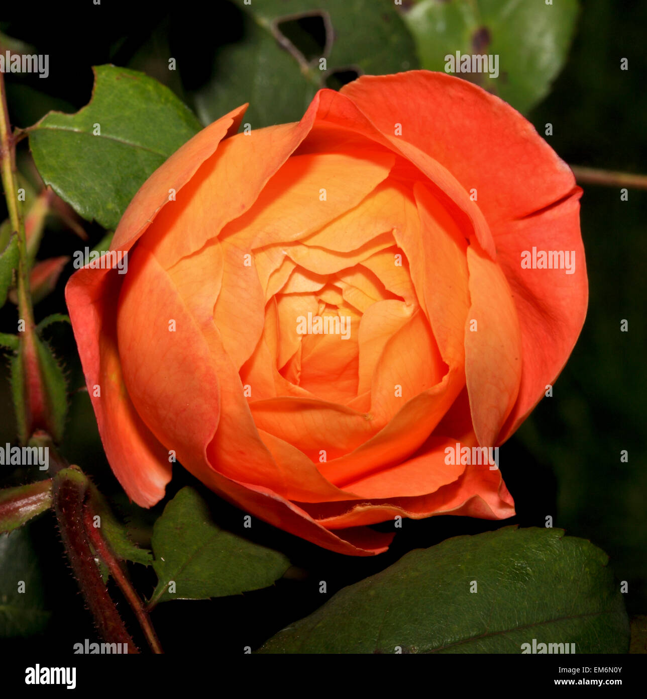 RS 4860. Rose, Emma Hamilton, Kent, England Stock Photo - Alamy