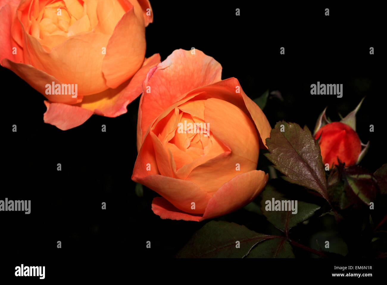 RS 4861. Rose, Emma Hamilton, Kent, England Stock Photo - Alamy