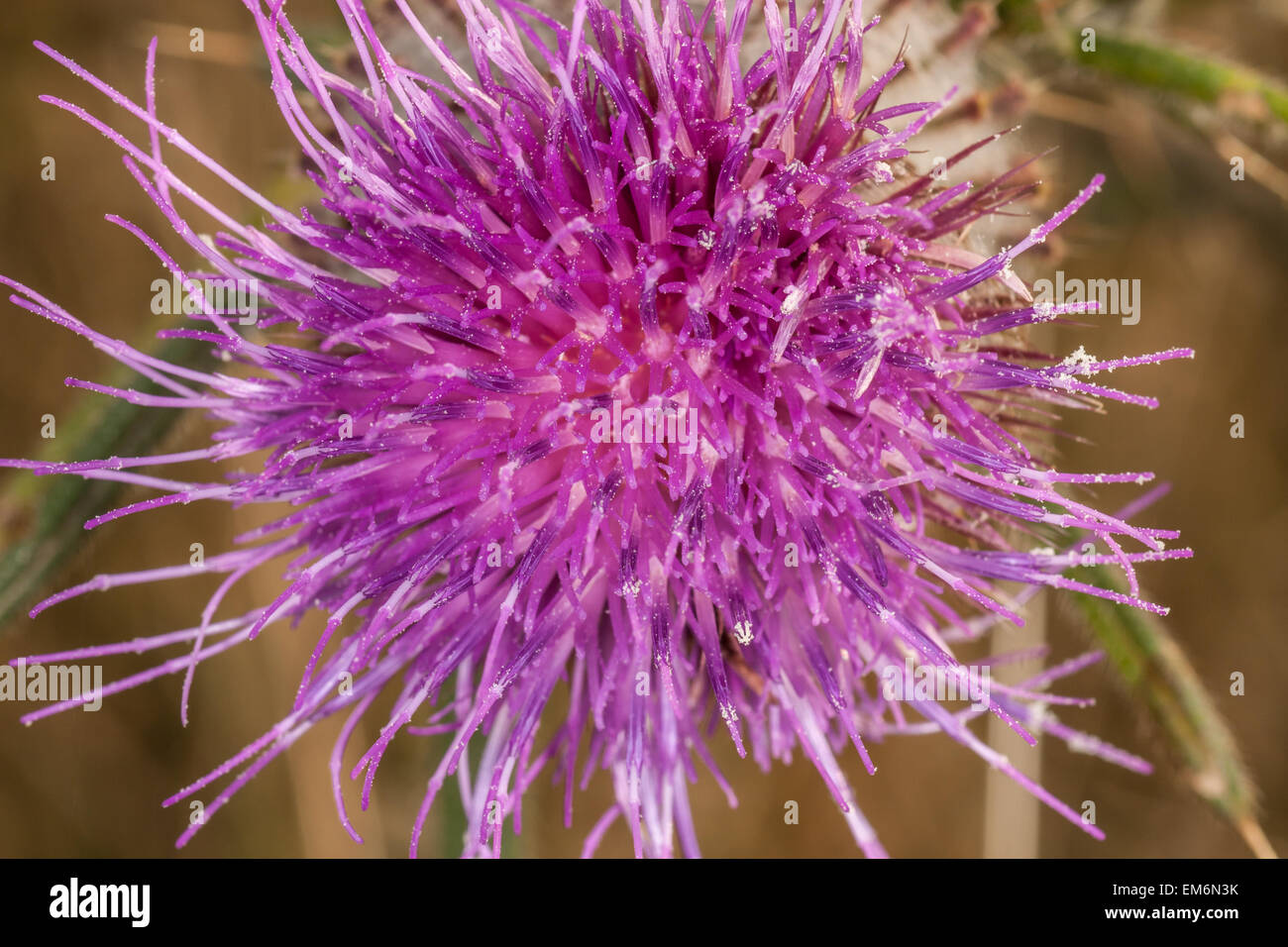 Thistle petal texture hi-res stock photography and images - Alamy