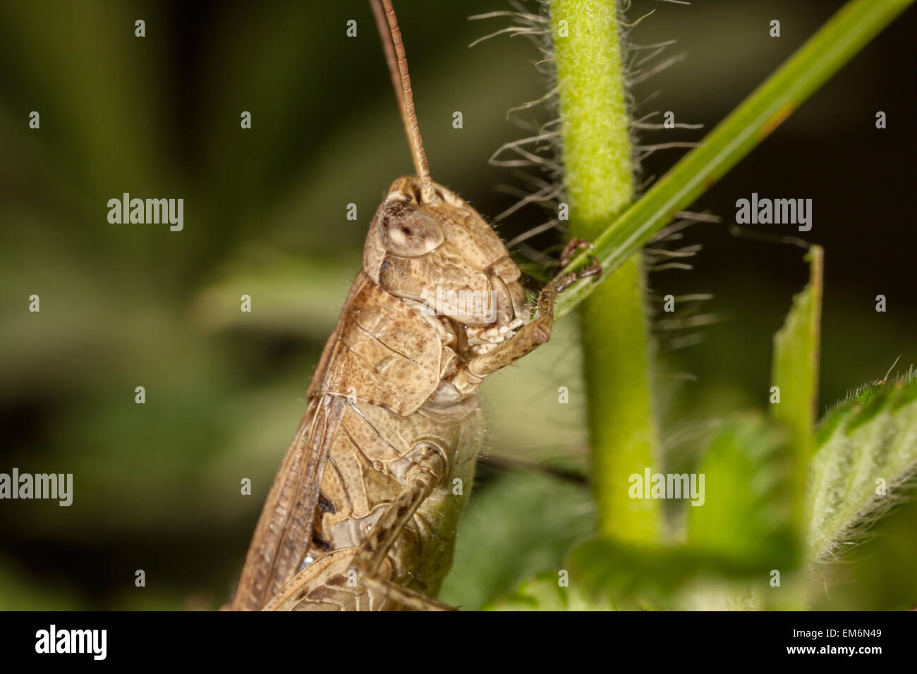 Grasshopper eating up close hi-res stock photography and images - Alamy