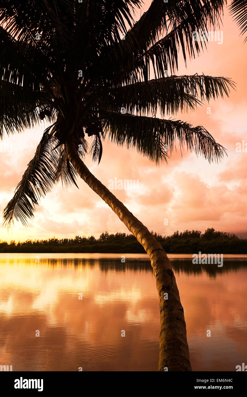 Slanted palm tree hi-res stock photography and images - Alamy