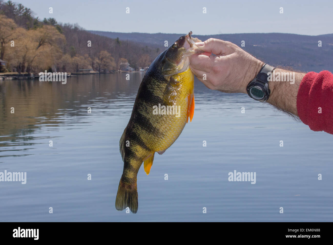 A jumbo Yellow perch on a springtime lake Stock Photo - Alamy