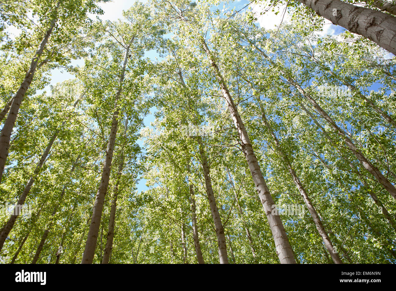 Young poplar forest on springtime, Valdelacalzada, Spain. Low angle ...