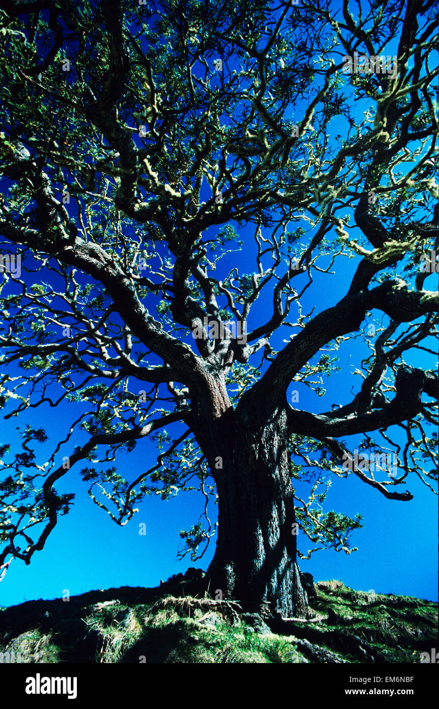 Hawaii, Big Island, Mana-Keanakolu Road, Native Koa Tree Stock Photo ...