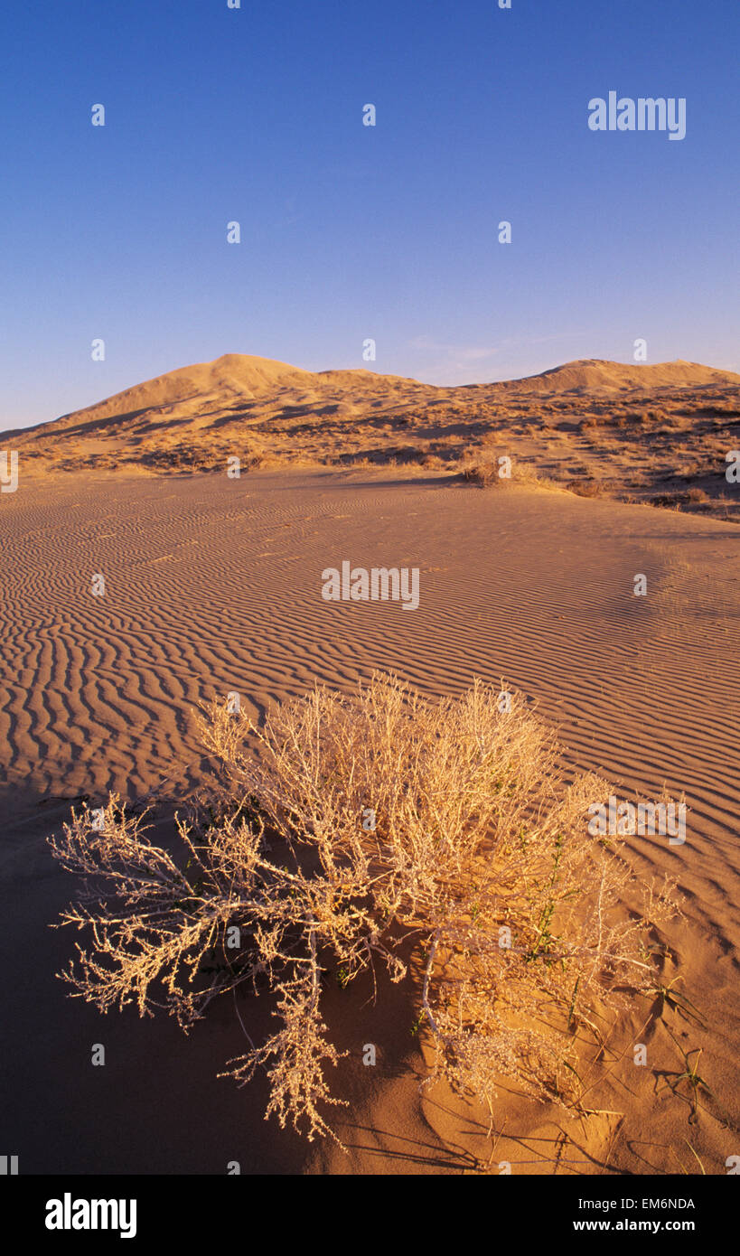 Tumbleweed bush hi-res stock photography and images - Alamy