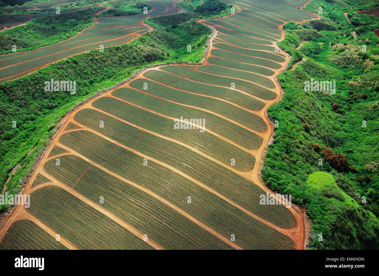 Hawaiian pineapple fields hi-res stock photography and images - Alamy