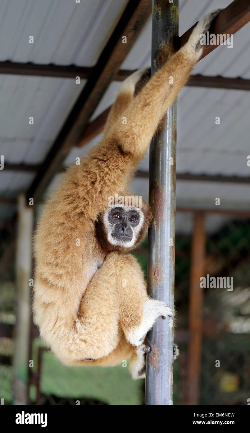 Beautiful photo fluffy monkey in the park Stock Photo - Alamy