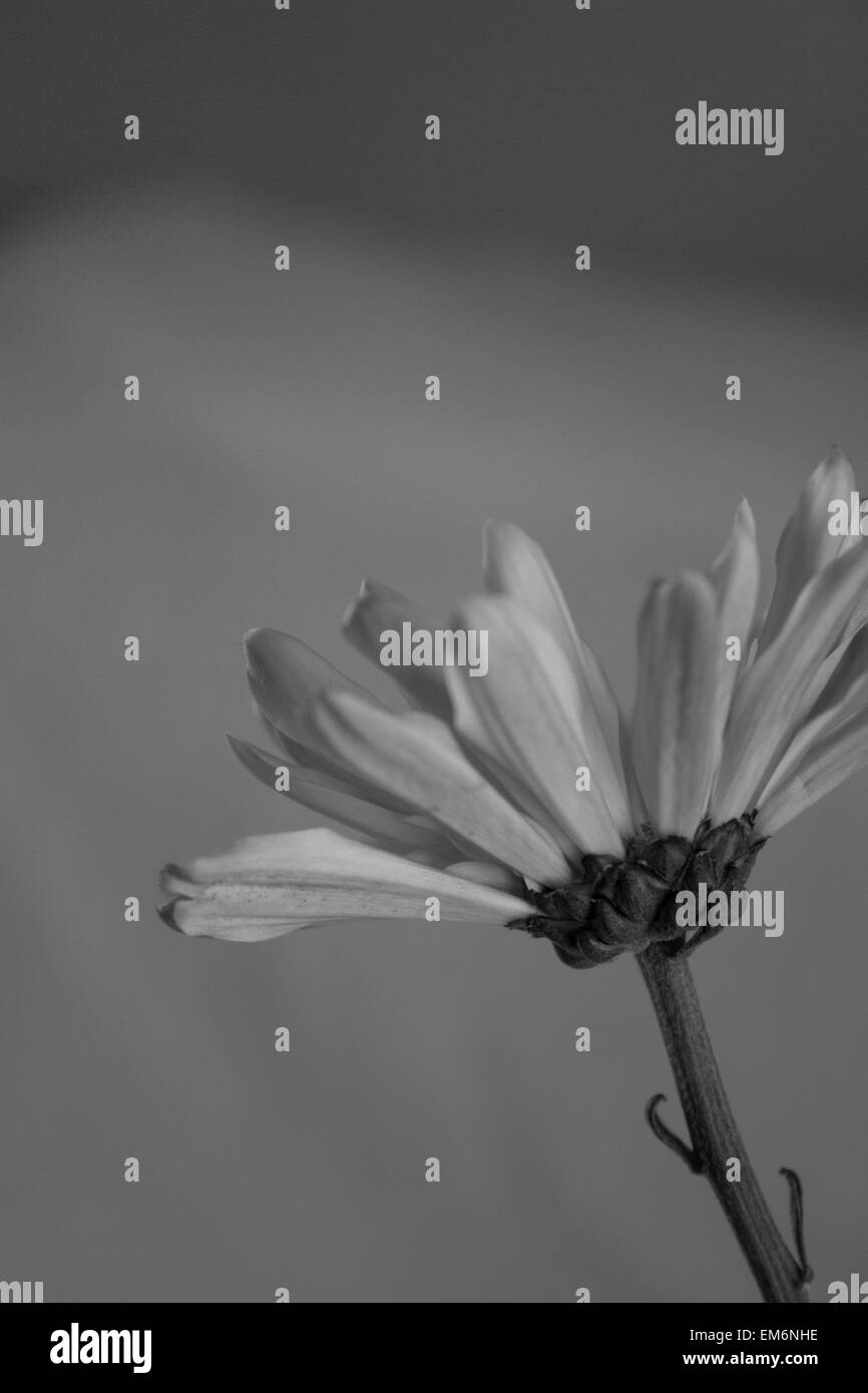 Daisy in B&W Stock Photo - Alamy