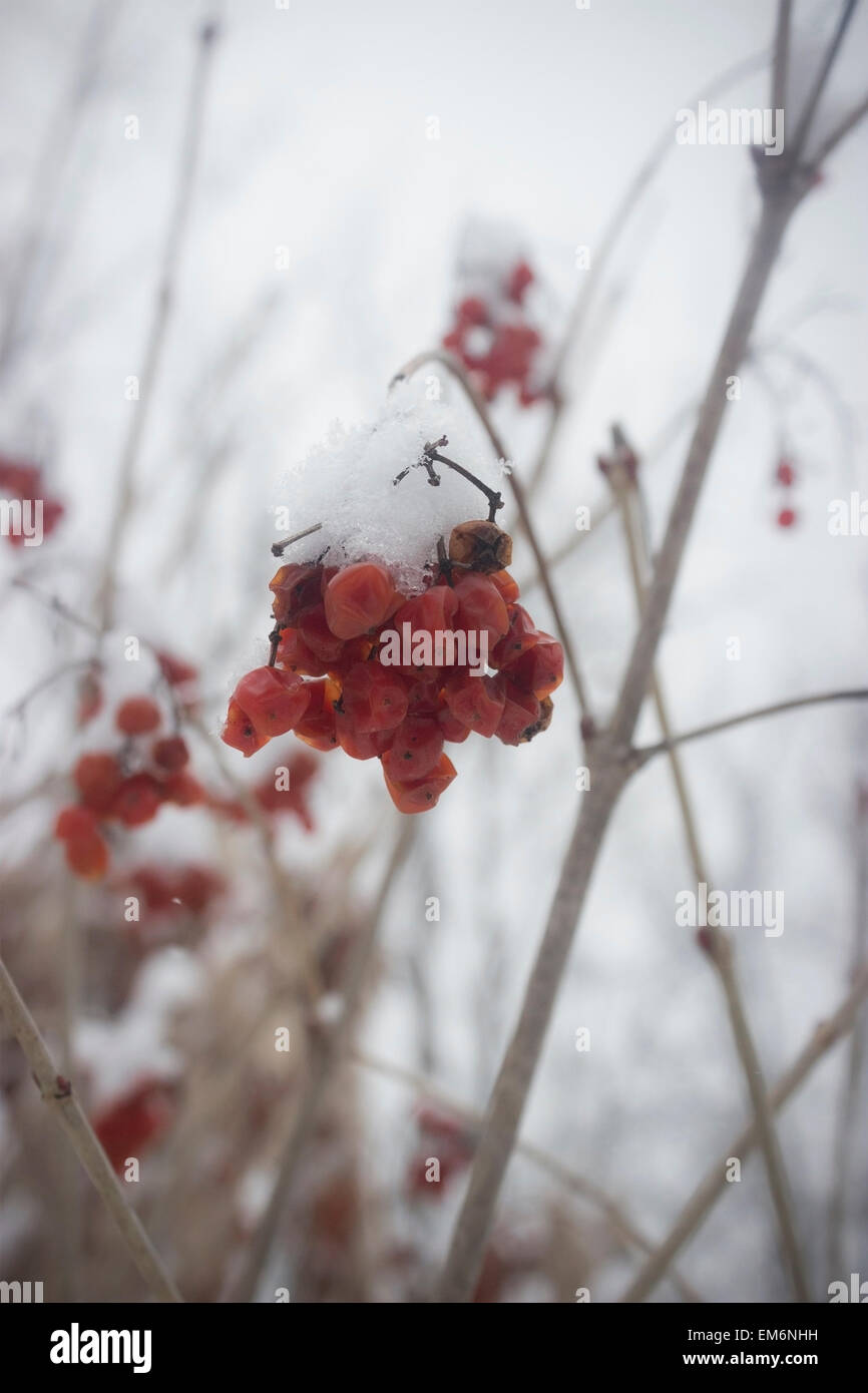 Berries topped in Snow Stock Photo - Alamy