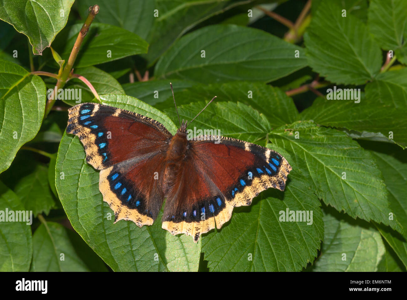 Mourning cloak butterfly, Nymphalis antiopa, perched on summer foliage ...
