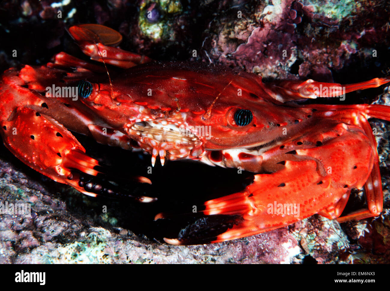 Charybdis hi-res stock photography and images - Alamy