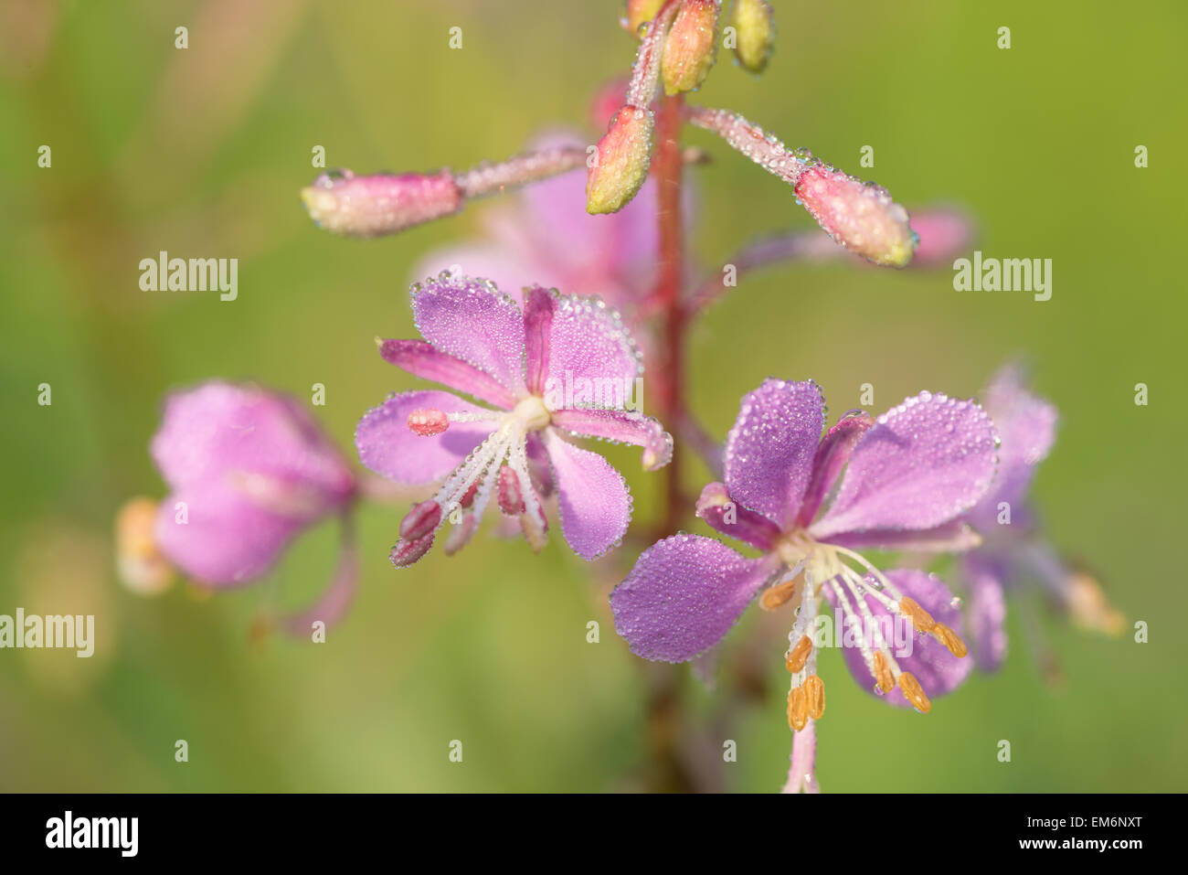 Fireweed, Chamerion angustifolium, dew-covered in the early morning ...
