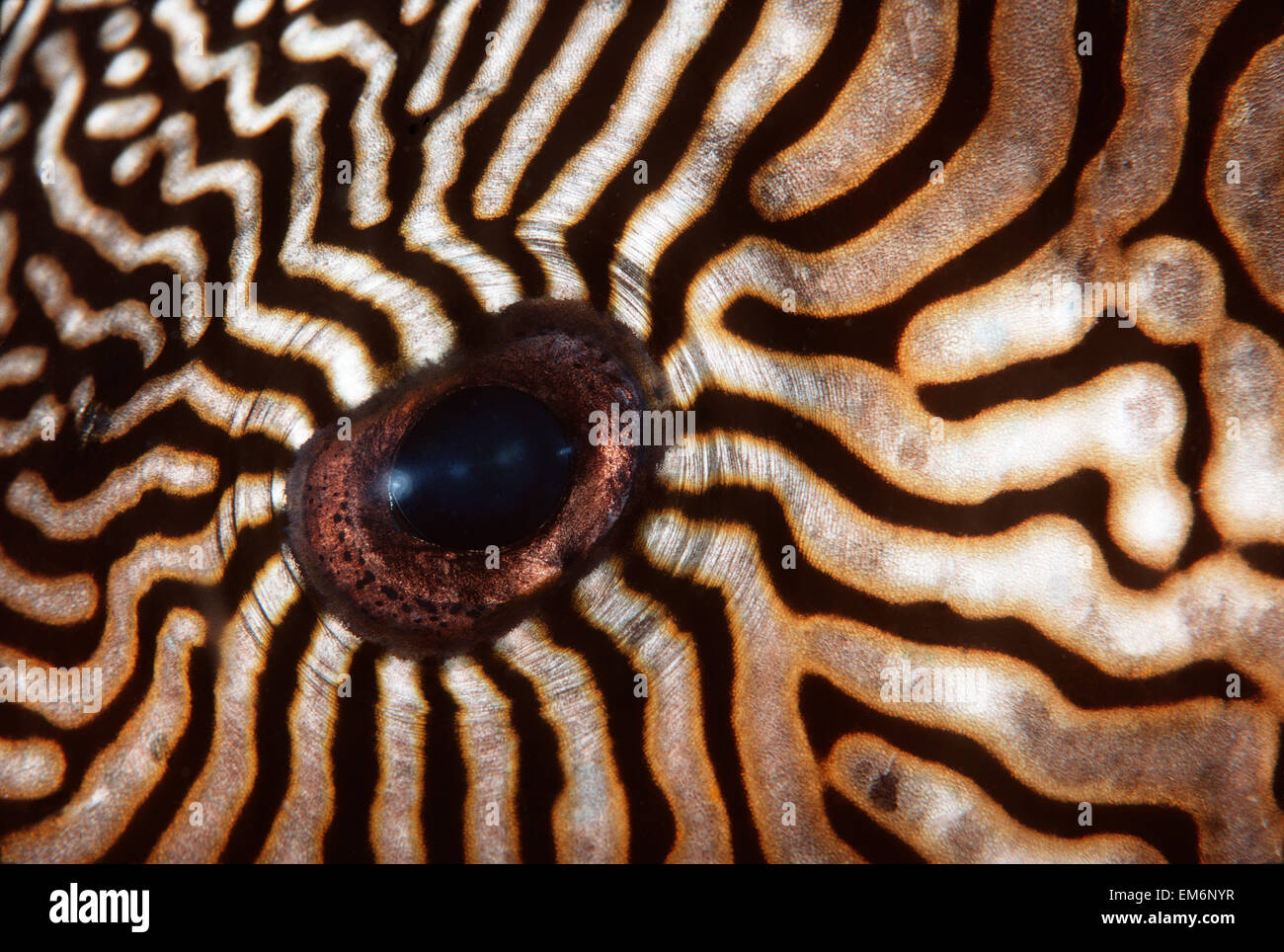 Malaysia, Close-Up Of Pufferfish Eye Stock Photo - Alamy