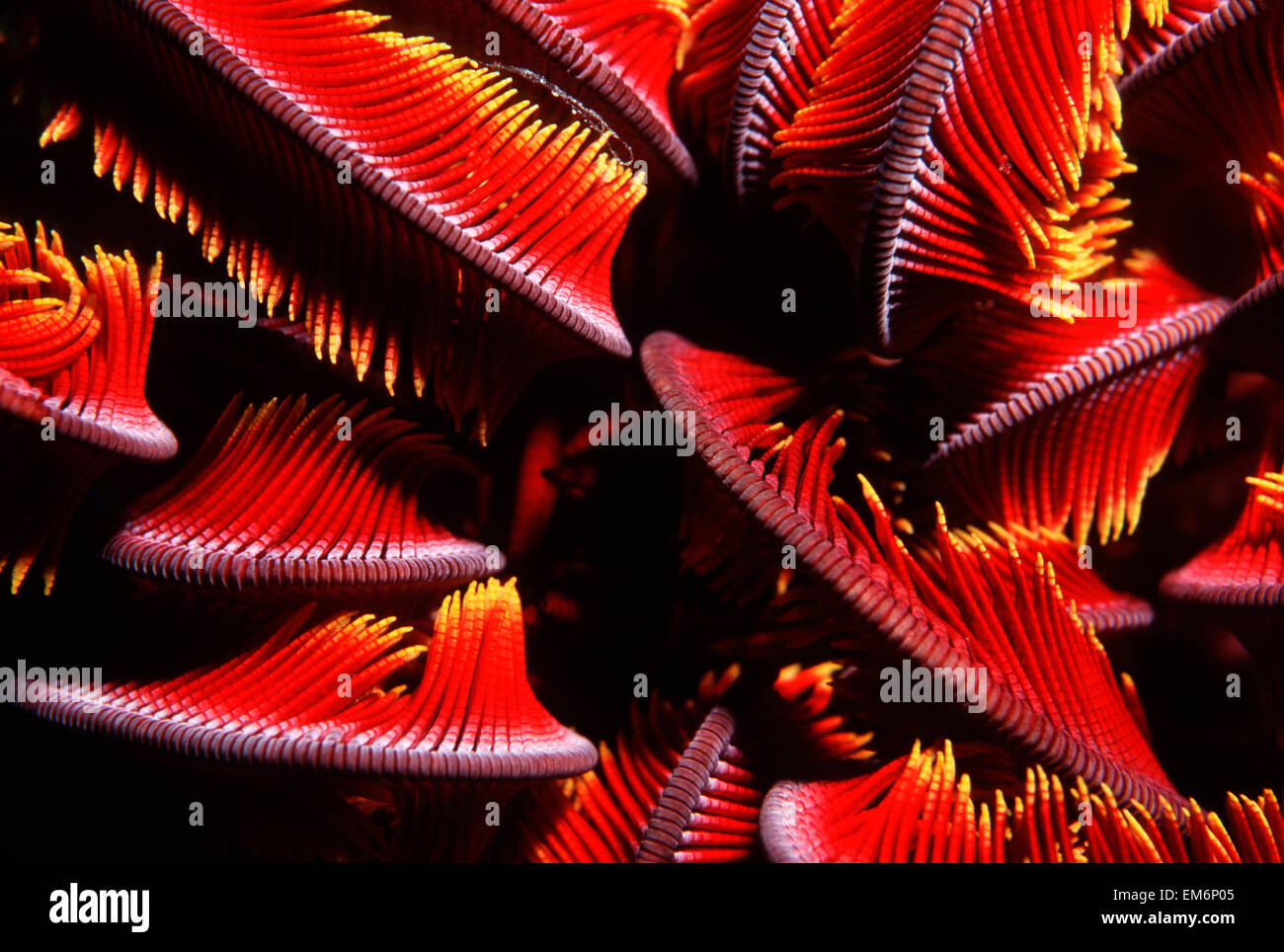 Close-Up Red Crinoid Ray; Papua New Guinea Stock Photo - Alamy