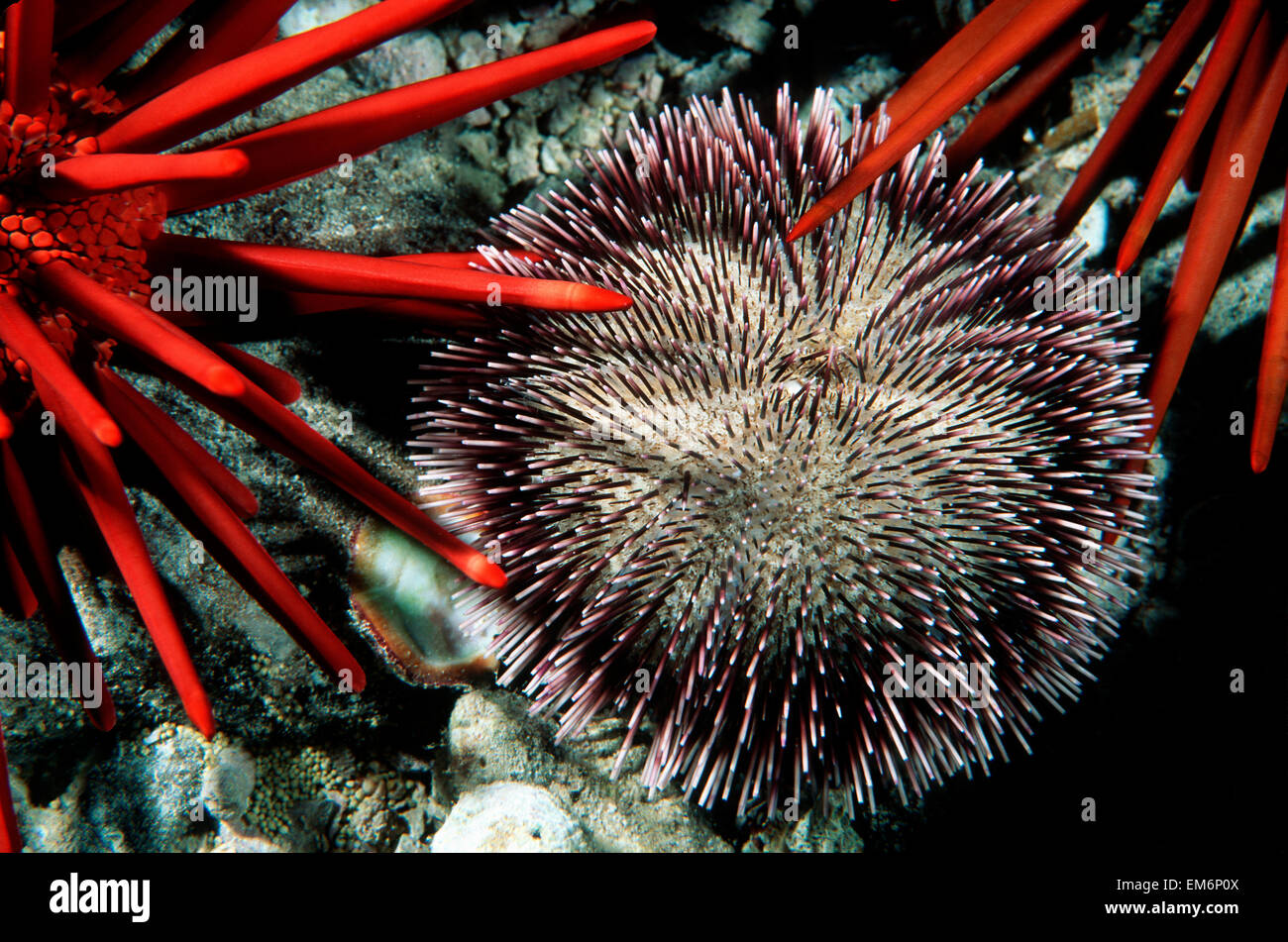USA, Close-up of Pebble Collector Urchin and Pencil Urchin Spines ...