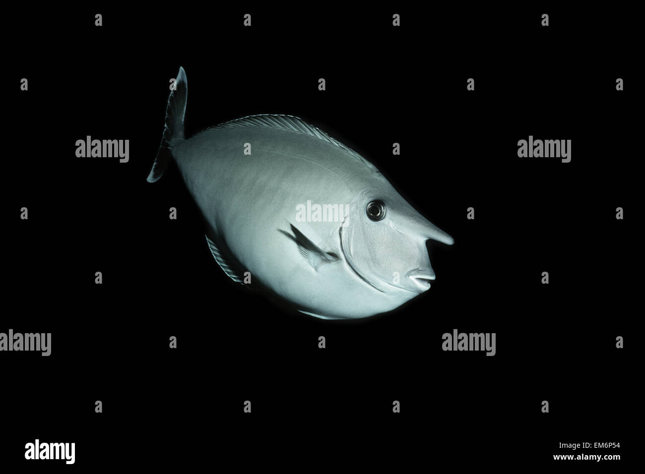 Hawaii, Unicorn Surgeonfish, Black Background, (Naso Brevirostris Stock ...