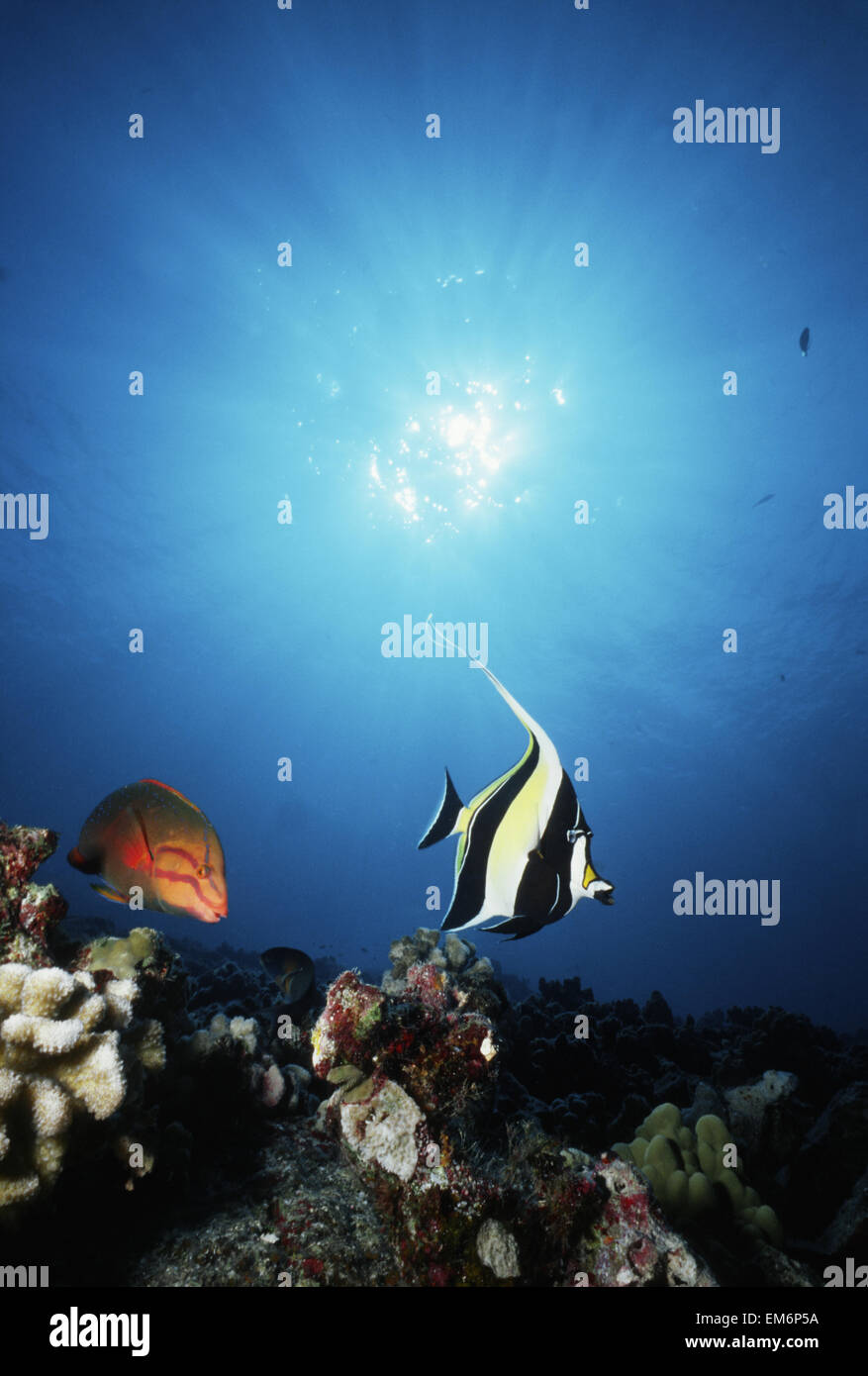 USA, With Sunburst; Hawaii, Tropical Fish On Reef Stock Photo - Alamy