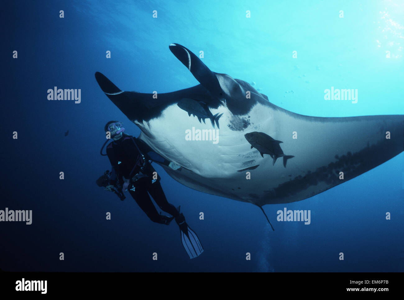 Mexico, Diver Interacts With Large Manta Ray In Deep Blue Water Stock ...