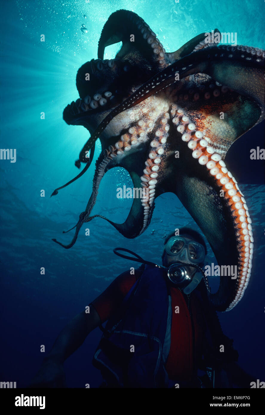 USA, Octopus Above Diver; Hawaii Stock Photo - Alamy