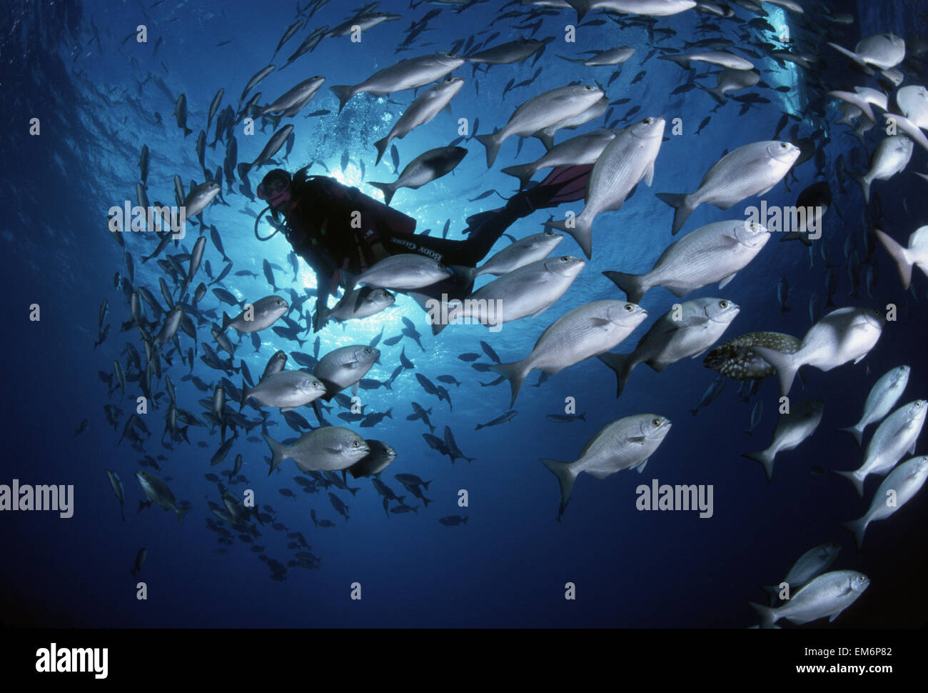 Hawaii, Midway Atoll, Chubb Fish Schooling Around Diver With Sunburst ...