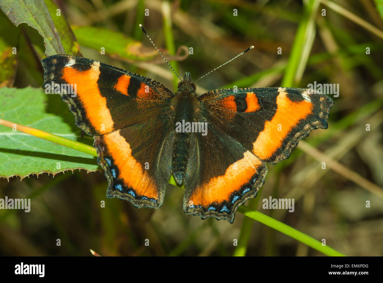 Tortoiseshell nymphalis hi-res stock photography and images - Alamy