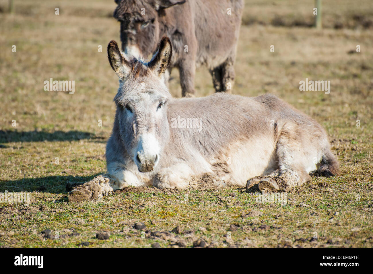 Donkey resting hi-res stock photography and images - Alamy