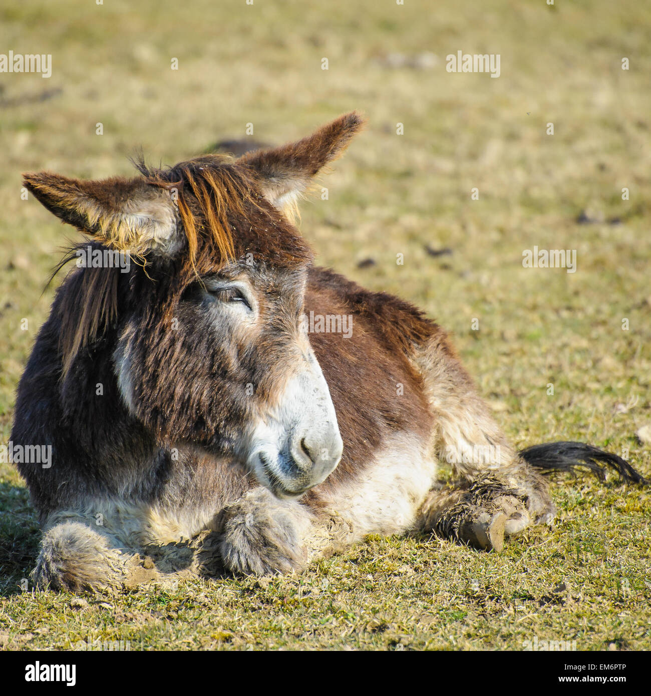 Portrait of a donkey resting in the meadow Stock Photo - Alamy