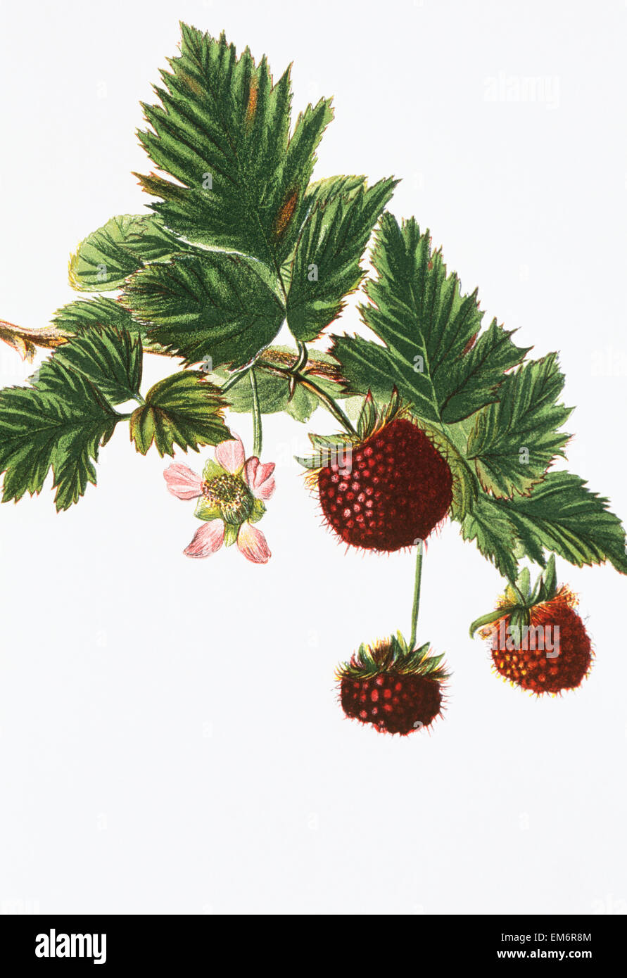 C. 1885 Isabella Sinclair, Hawaiian Akala Plant And Berries Stock Photo ...