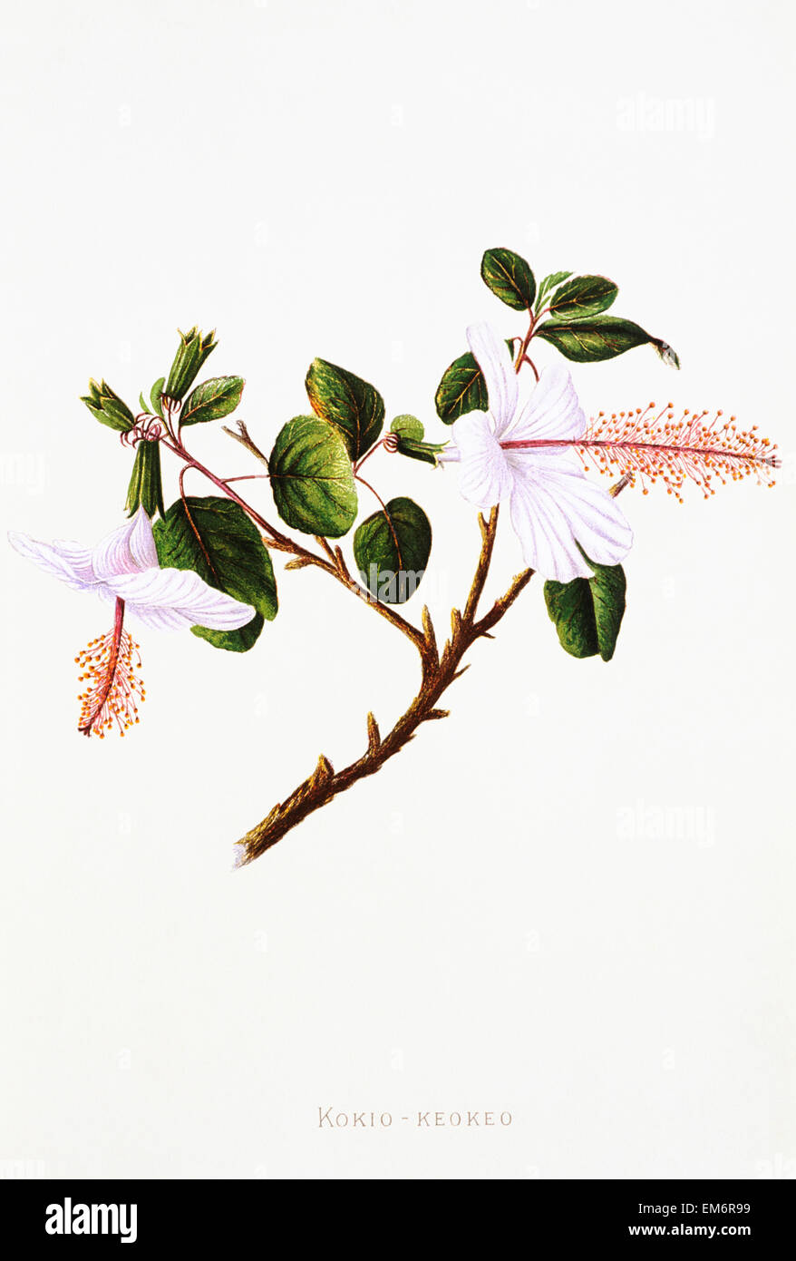1885 Isabella Sinclair, White Hibiscus Kokio Keokeo Flowers On Stem ...