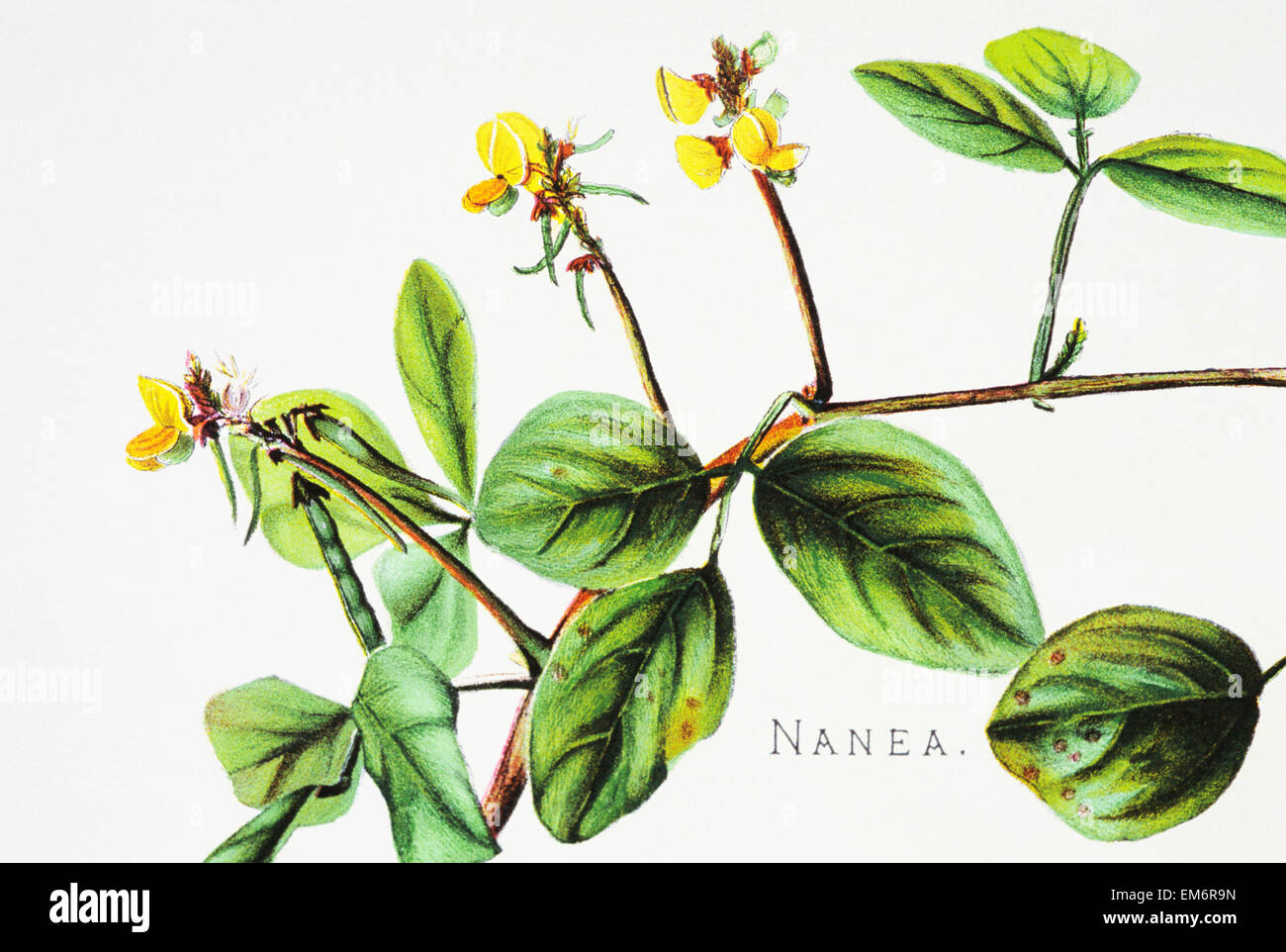 C. 1885 Isabella Sinclair, Closeup Of Nanea Flower On Plant Stock Photo ...