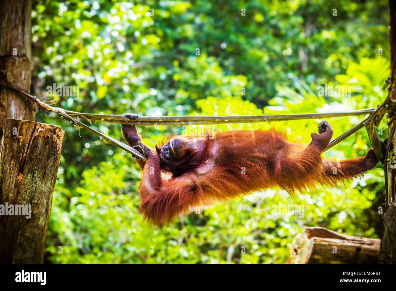 Orangutan side view hi-res stock photography and images - Alamy