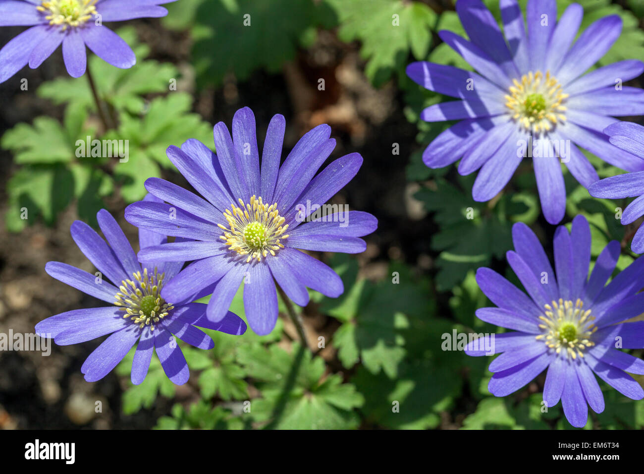 Late windflower hi-res stock photography and images - Alamy